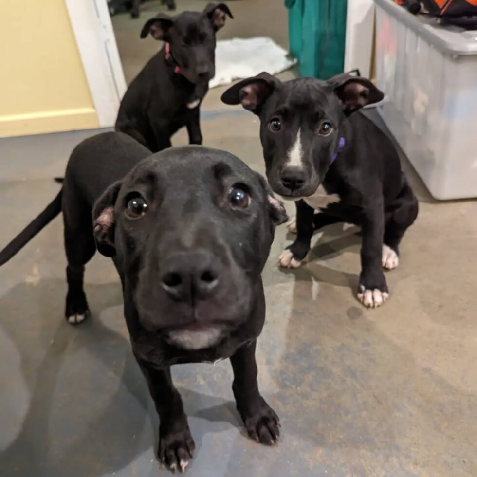 Animal Rights & Rescue Group (ARRG)