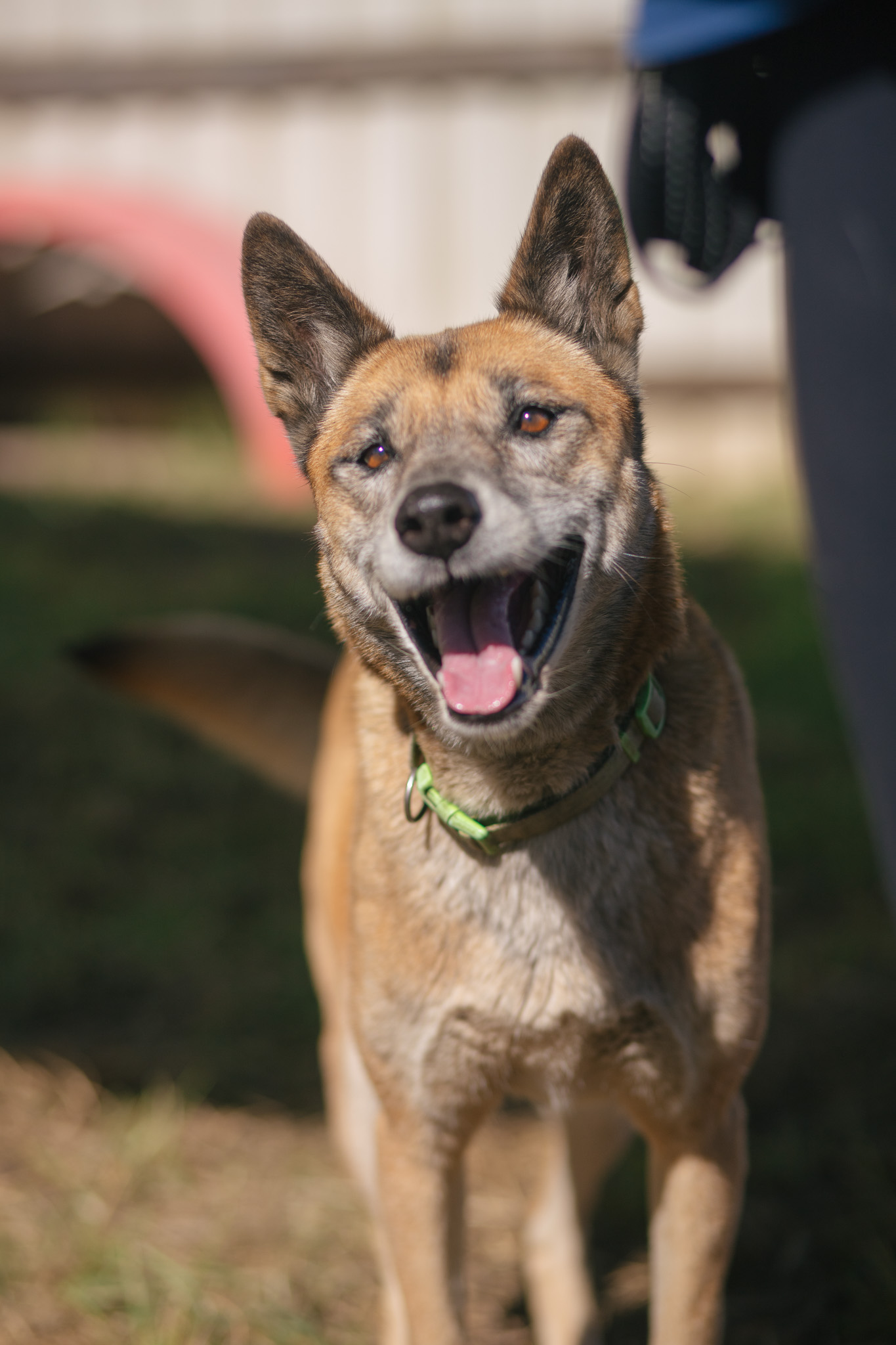 Sheba – ID: 1507 | ARRG